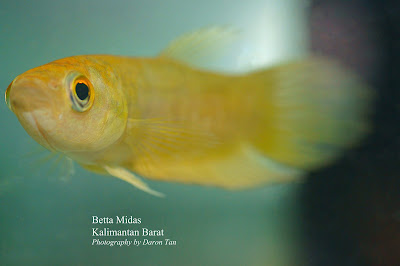 Borneo Echo Streams: Betta Midas - A Gold Colored Fighter