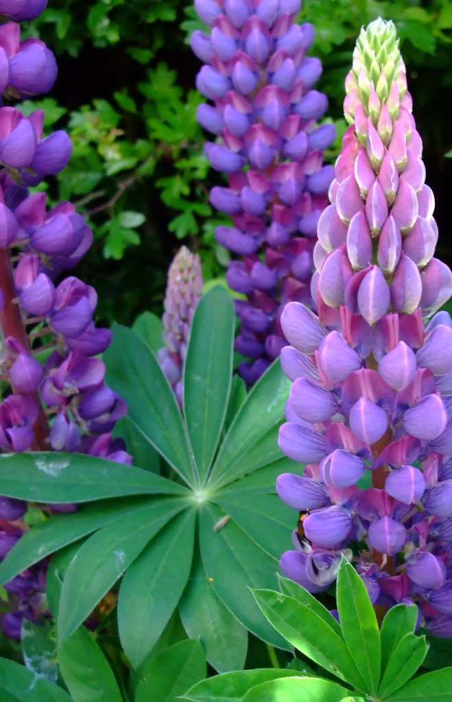 A N D A M E N T O: Twenty Days of June