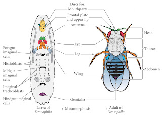 ;fruity fries(:: Life Cycle of a Drosophila!