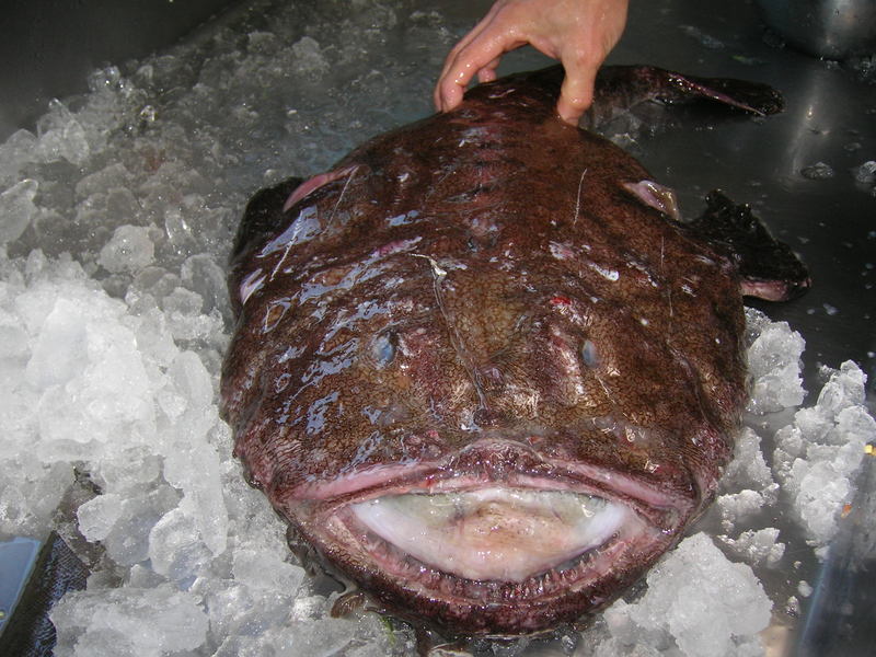 The Sushi Guide: Monkfish Liver