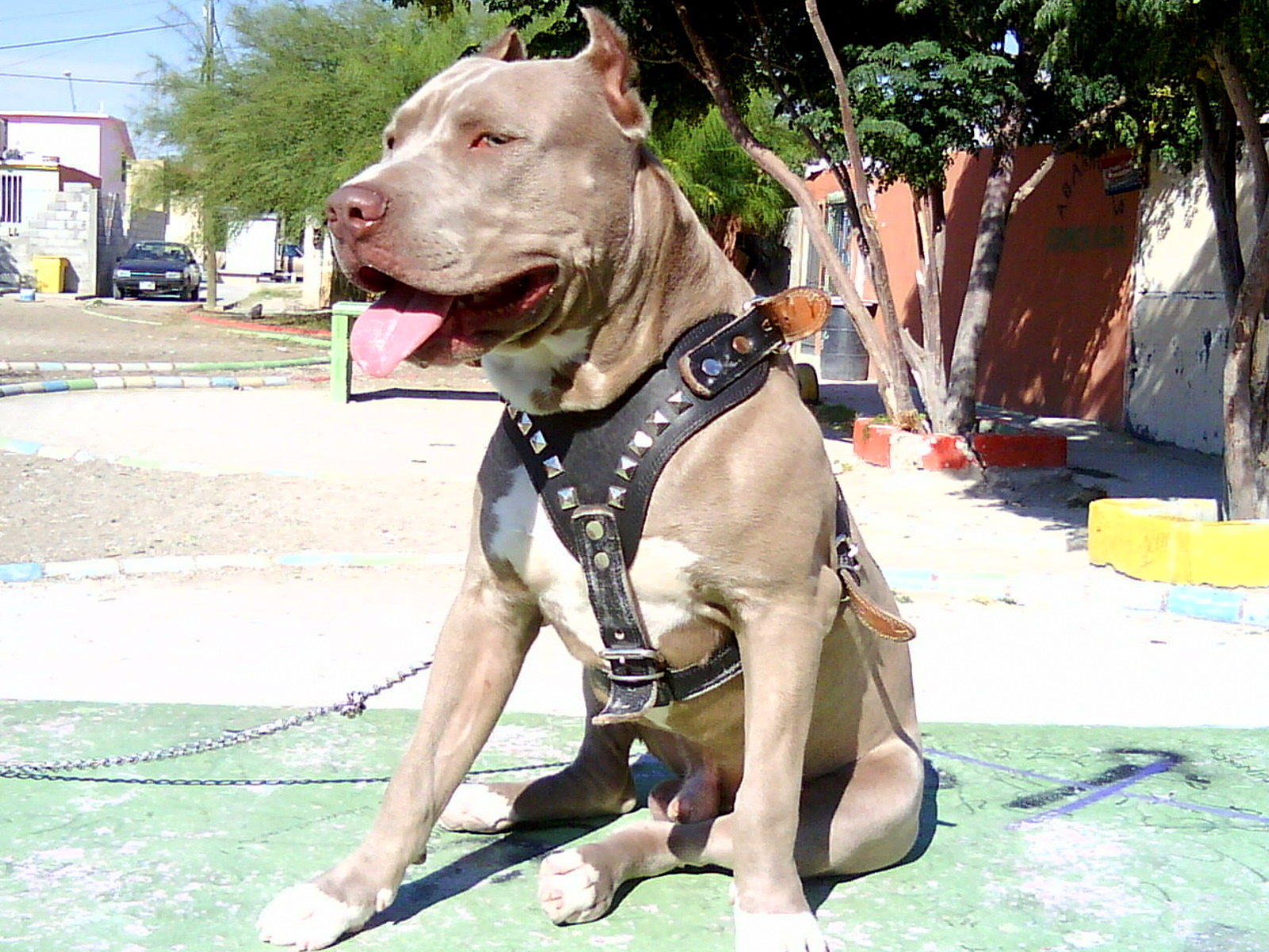 PitbullAzul: Eitan...Pitbull Azul