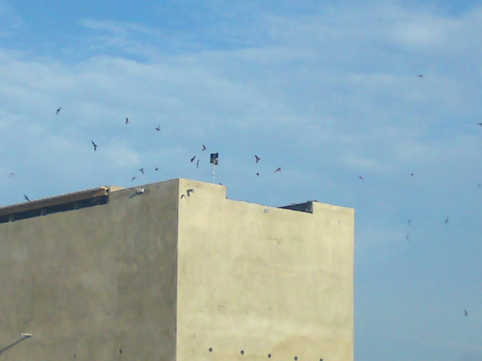 Swiftlet House Design Is The Key Of A Success In Swiftlet Farming ...
