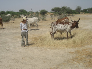 Jenny in Niger: Kuri Cattle (Vache Kouri)