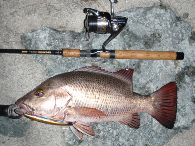 Ima Singapore: Our catches on Ima Sasuke 140