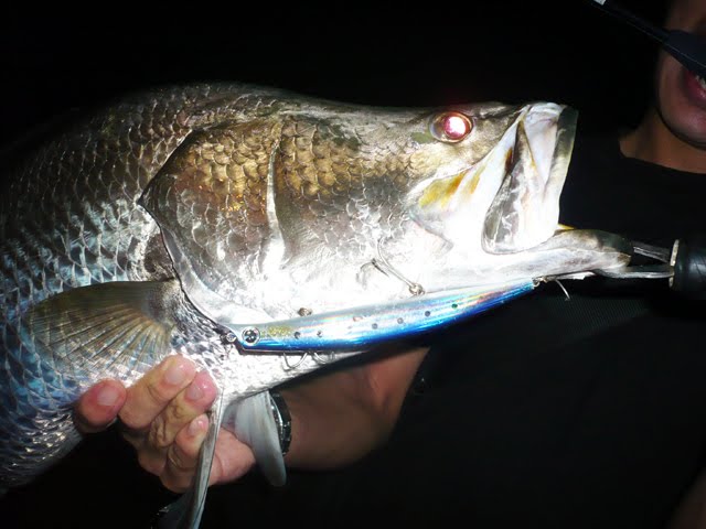 Ima Singapore: Our catches on Ima Sasuke 140