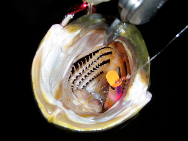 Ima Singapore: Our catches on Ima Komomo II