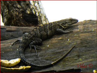 Cobijo Camijanes: Fauna de Costa Rica. Parte 1