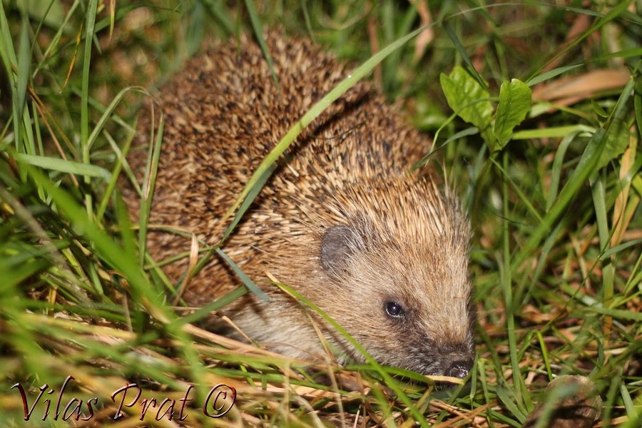 Cobijo Camijanes: Pequeños mamíferos comunes