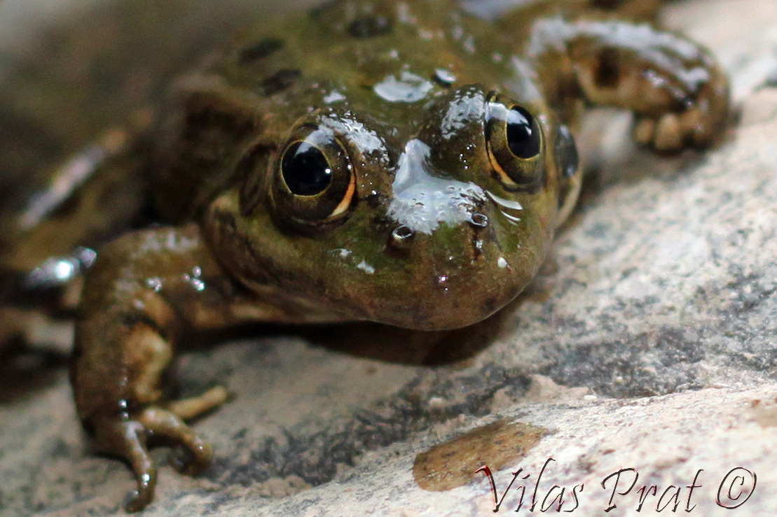 Cobijo Camijanes: Sapos cántabros