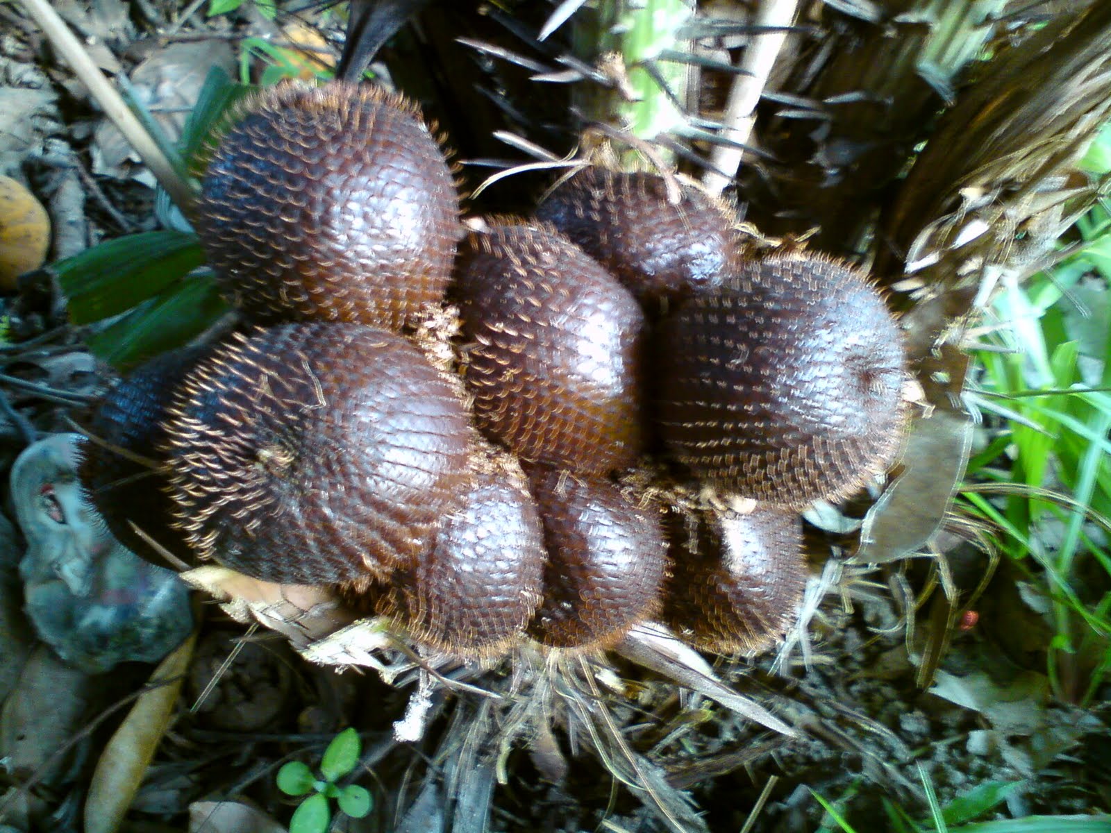 SALAK MADU