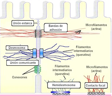MEMBRANA PLASMATICA: 2. UNIONES CELULARES Y MATRIZ EXTRACELULAR