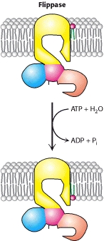 MEMBRANA PLASMATICA: Artículo: Phospholipid Flippases