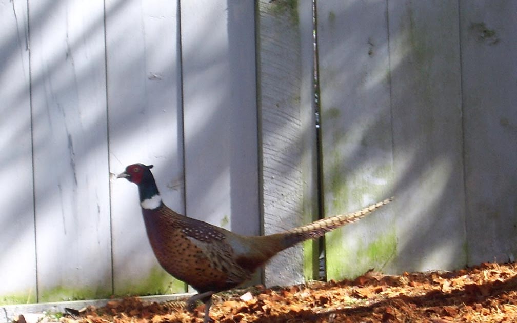The Pedalogue Pheasant Under Glass Anyone