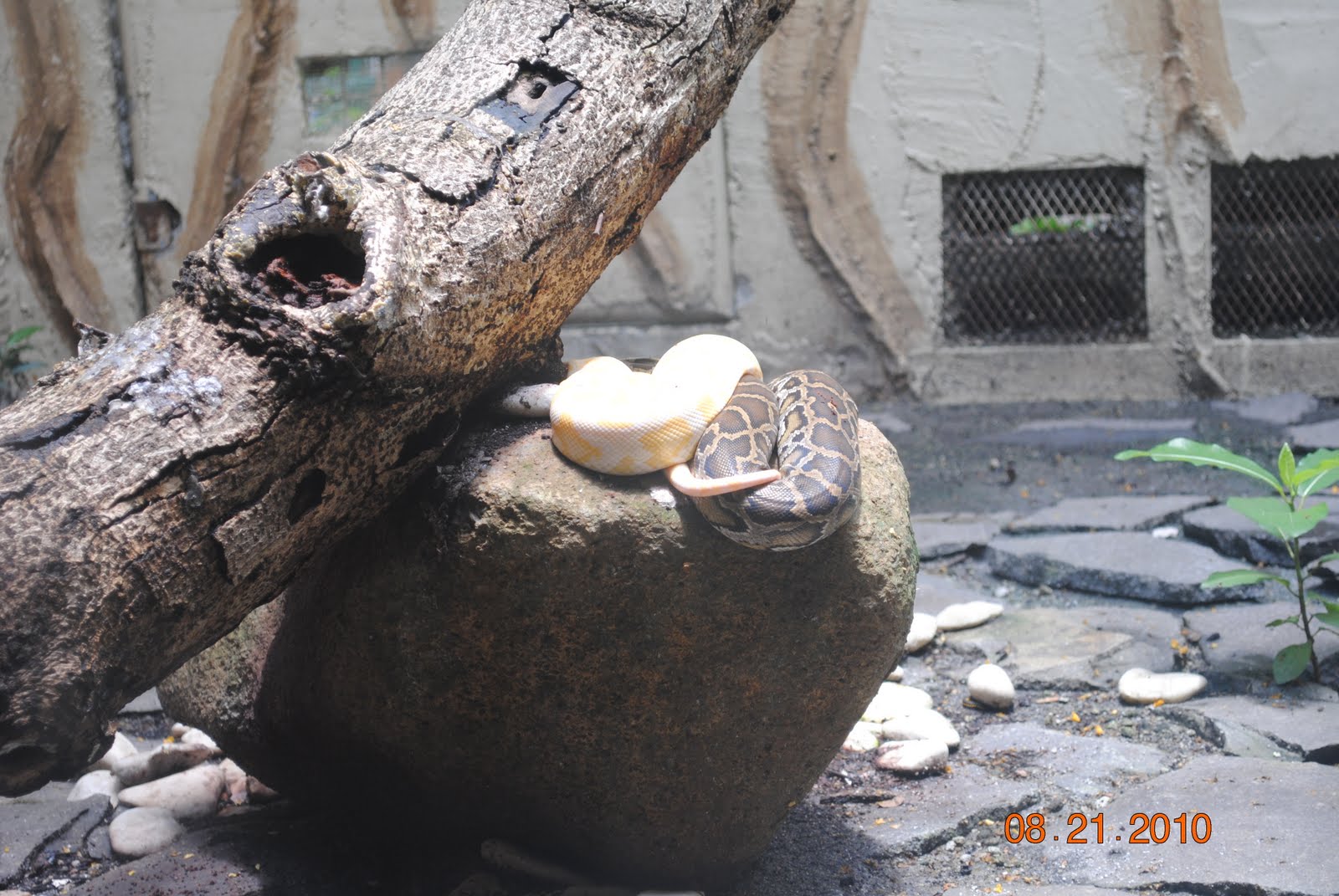 Mga Bulong Sa Likod Nitong MgaLente: Manila Zoo