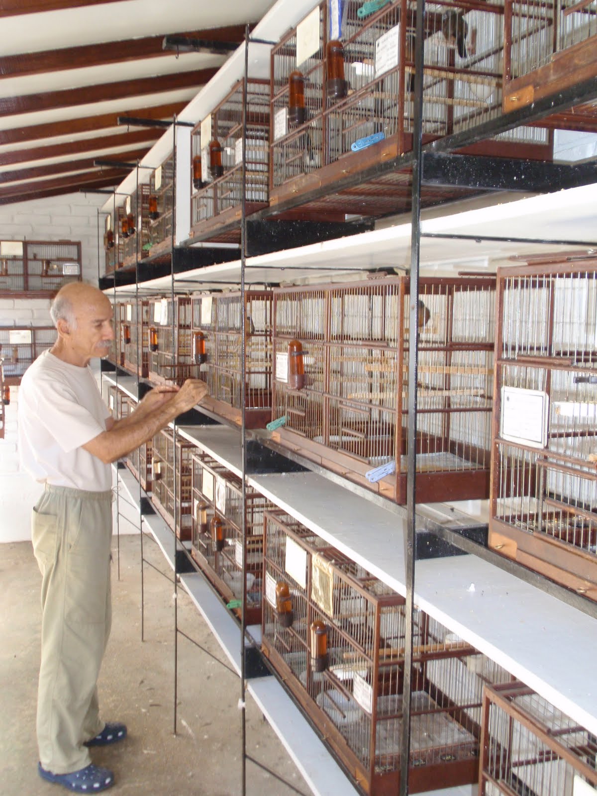 CURIÓ CLÁSSICO & TORNEIOS: ENTREVISTA: CRIATÓRIO DE CURIÓ SOBERANO