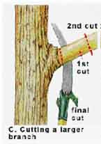 Forestry and the Homestead: Tree Pruning