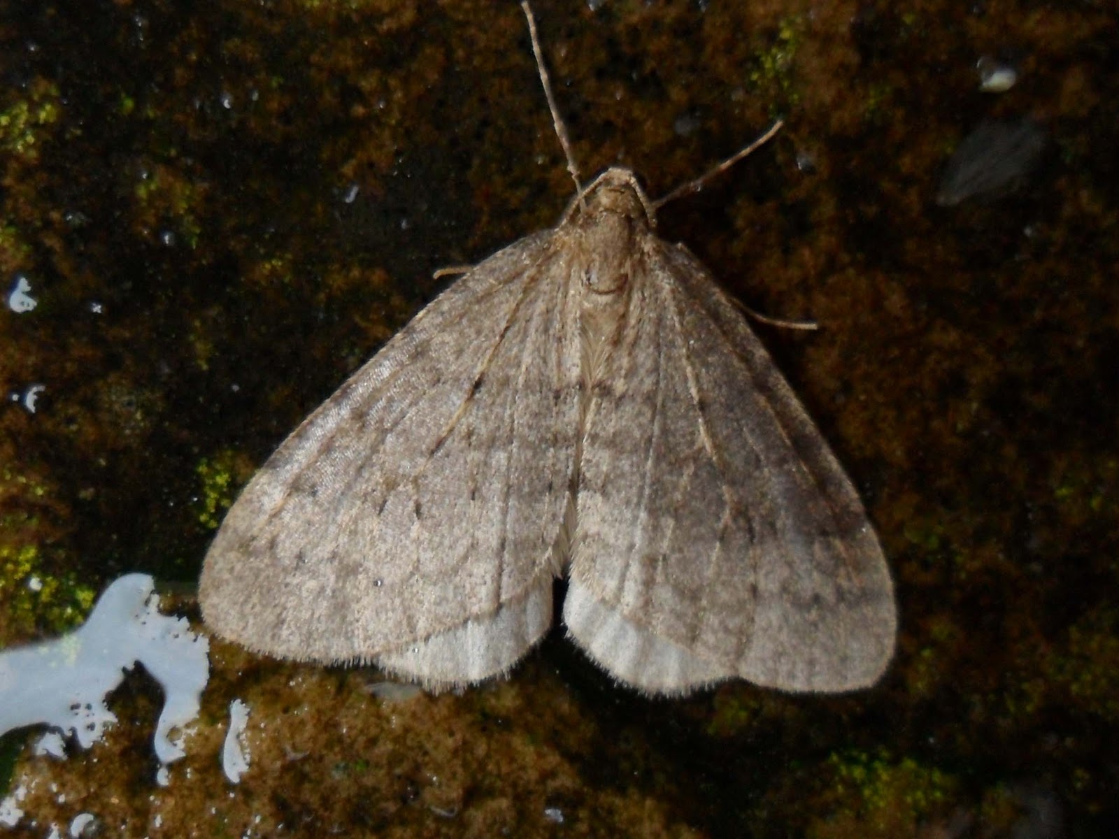 Darley Dale Wildlife: First moths of the New Year