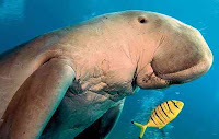 Evidence of Things Unseen: The Undiscovered (Underwater) Country