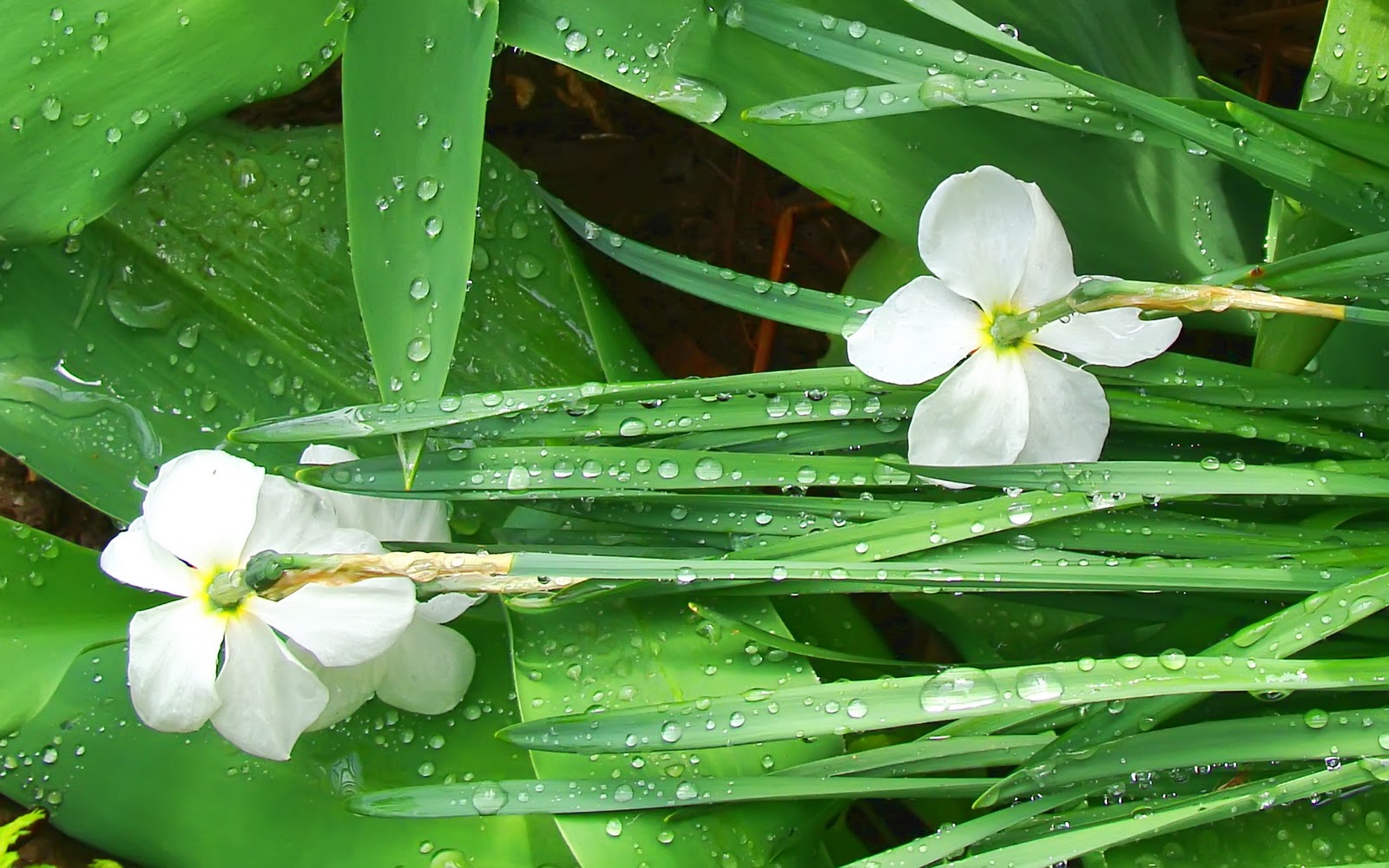 Wallpaper City: Amazing HD Raindrops Wallpapers Collection.