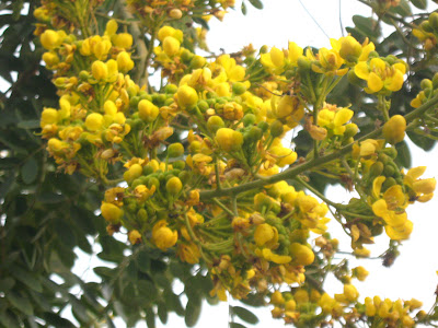 Shallowfeet: Aragvadha