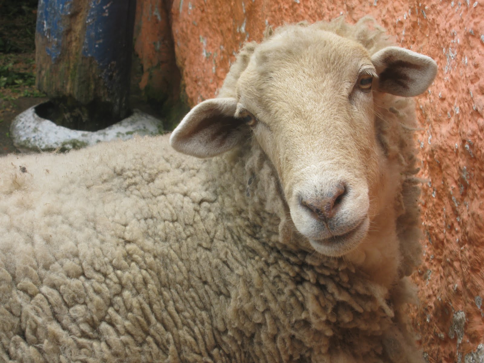 zoologico: Oveja
