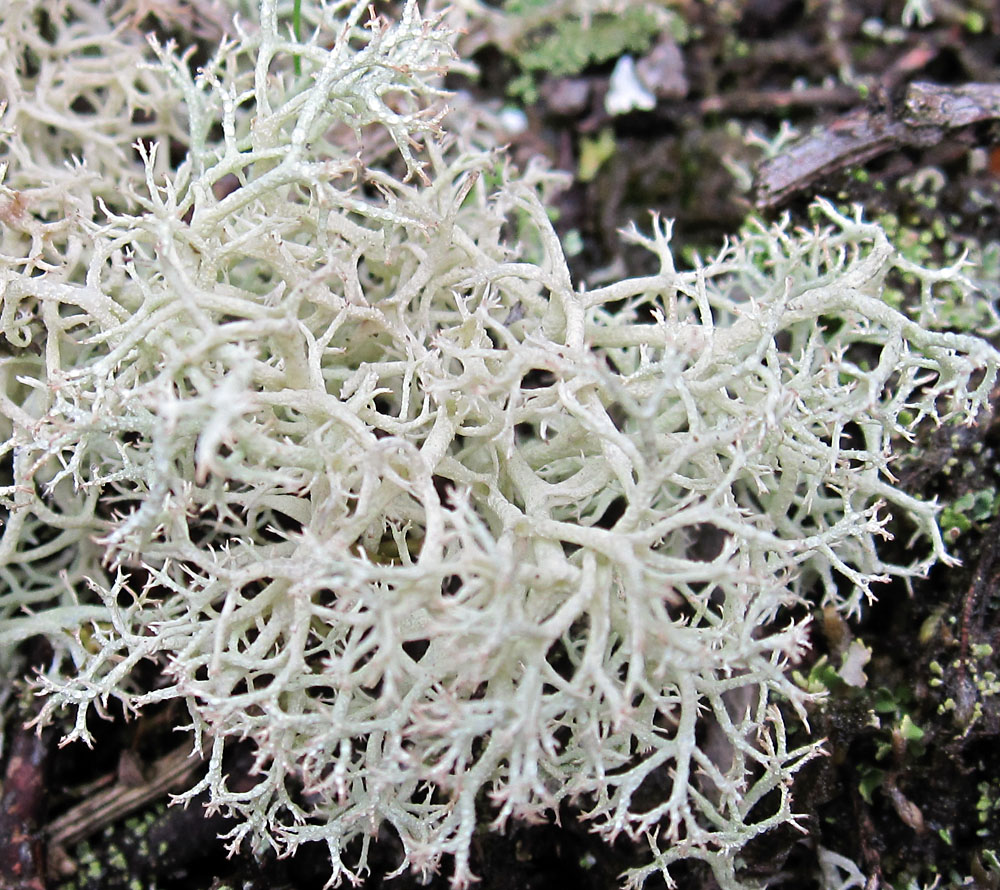 Lichens on Hayes Common | Naturally