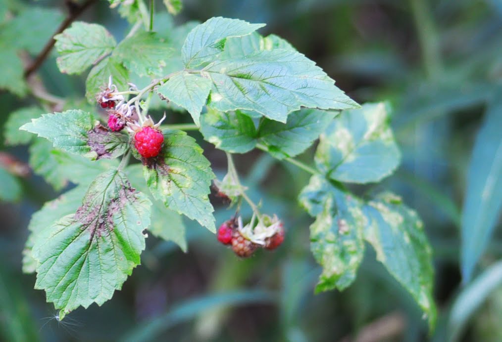 Tiitsailua: Vadelma ja kultapiisku