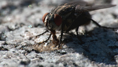Fotografiando lo Cotidiano: Las Moscas De Cerca