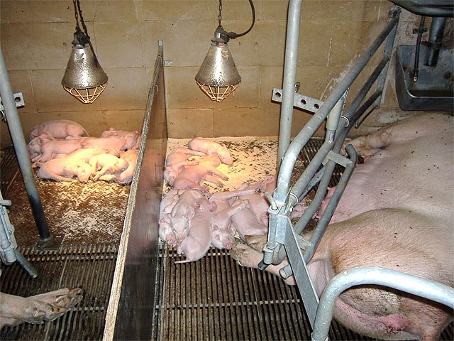 pig farm