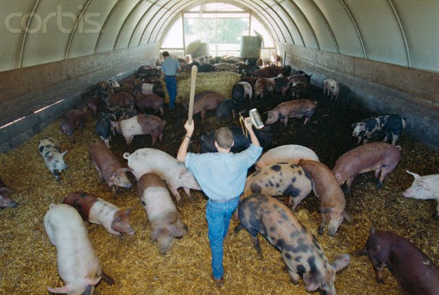 pig farm