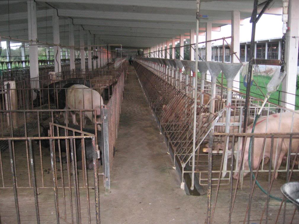 pig farm