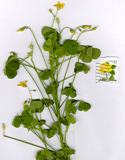 Type of Oxalis called "Sourgrass" out here: Fujifilm FinePix Talk Forum ...