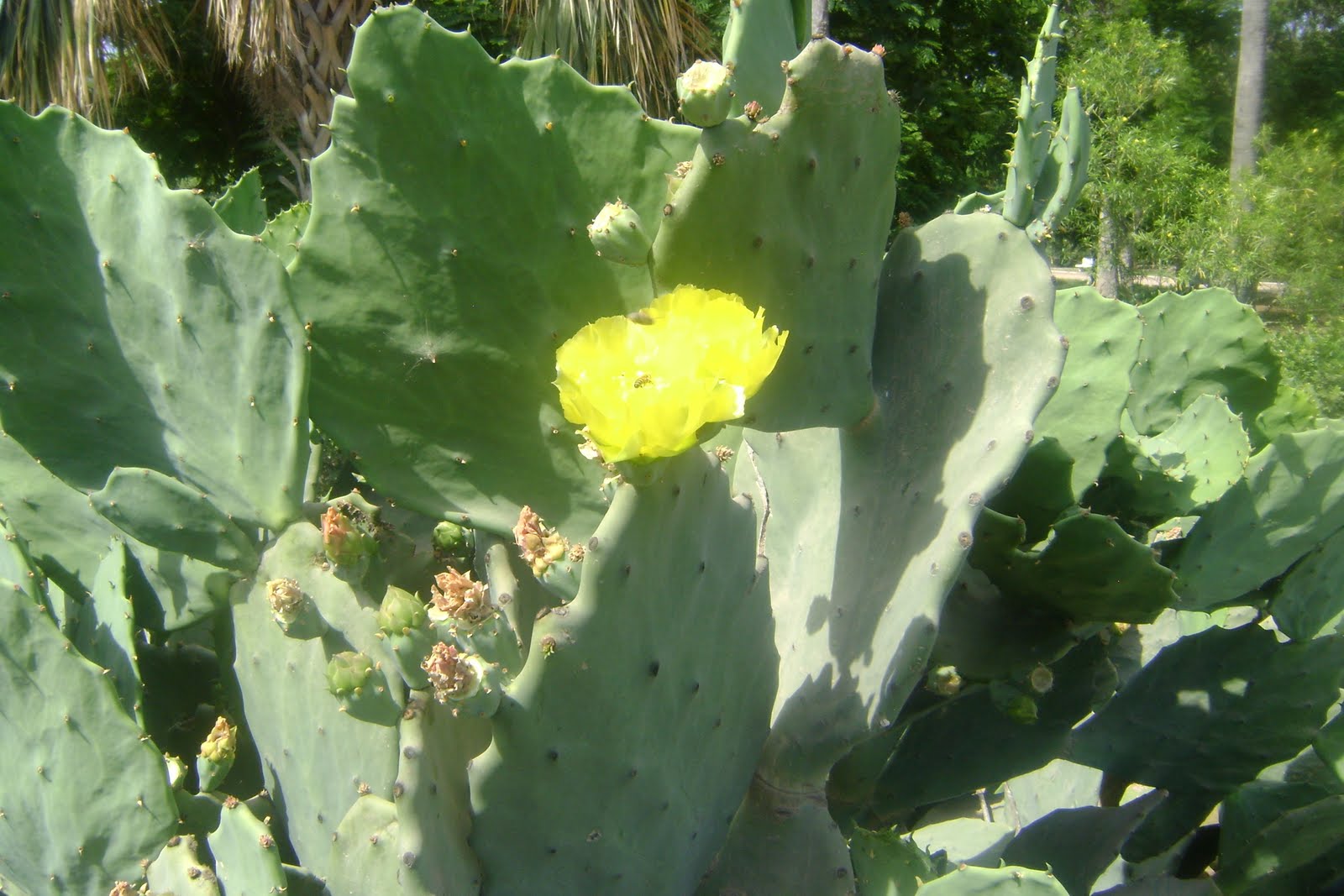 Sociedad Jardín Botánico de Los Mochis IAP: 9/05/10 - 16/05/10
