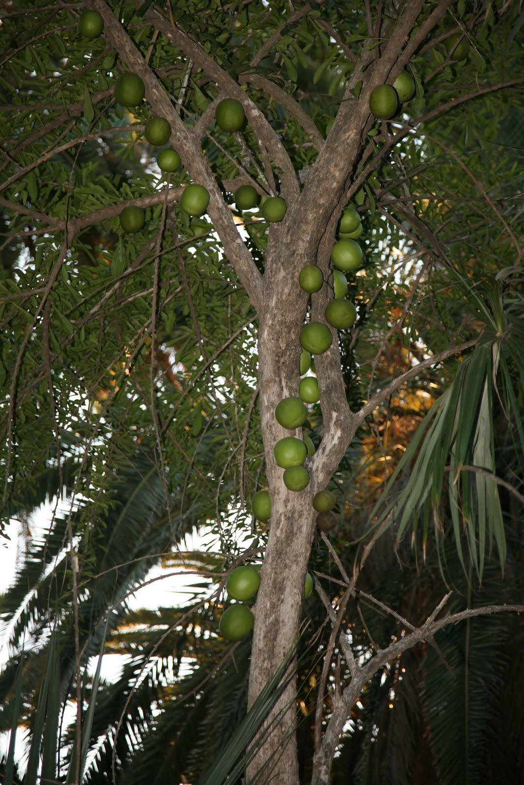 Sociedad Jardín Botánico de Los Mochis IAP: Crescentia alata "Ayal"