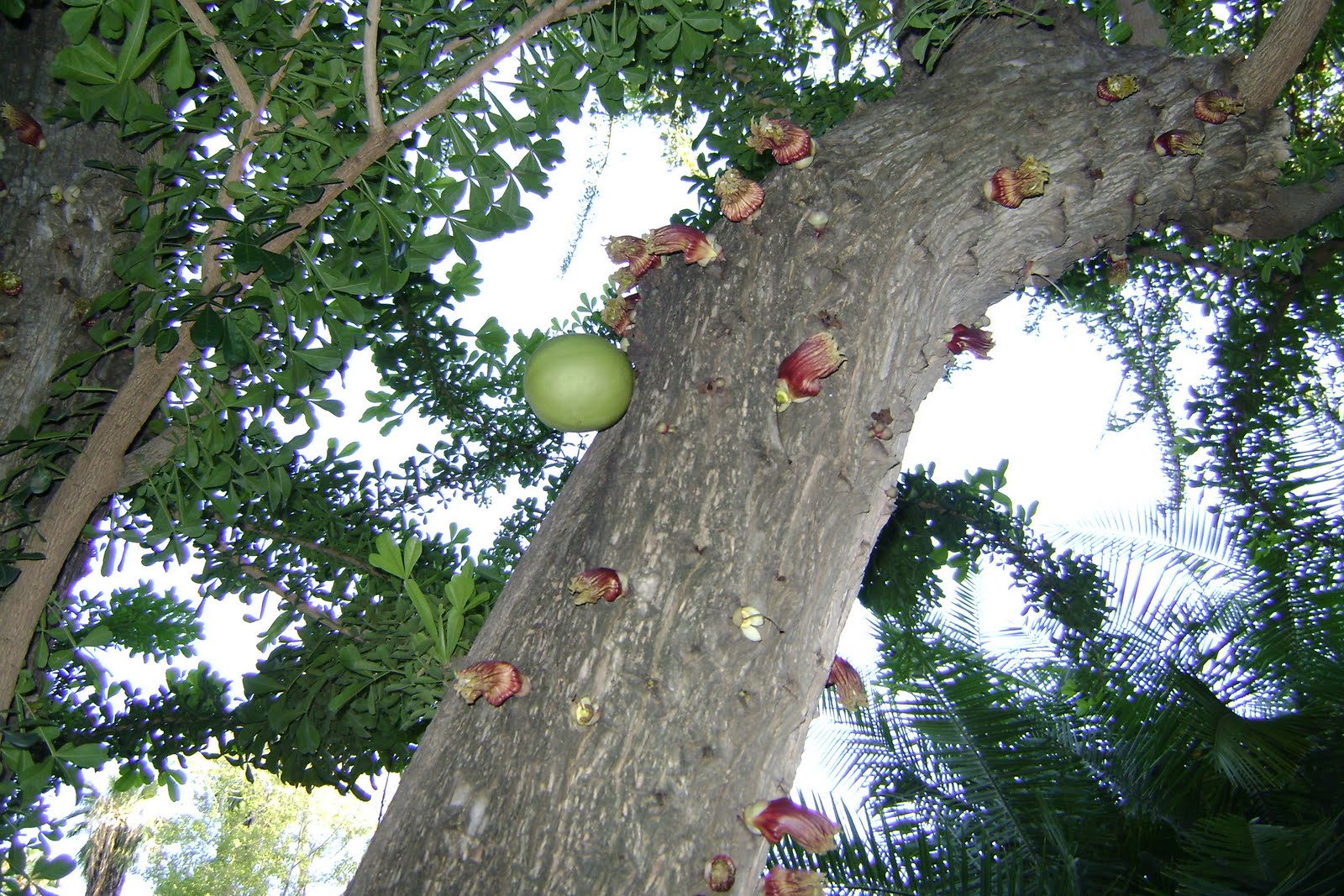 Sociedad Jardín Botánico de Los Mochis IAP: Crescentia alata "Ayal"