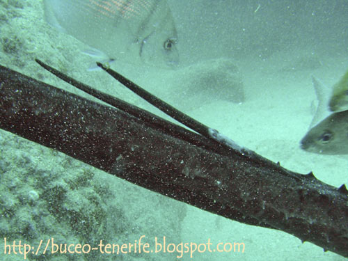 Tenerife bajo el agua: Las rayas