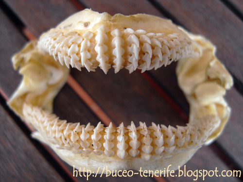 Tenerife bajo el agua: Las rayas