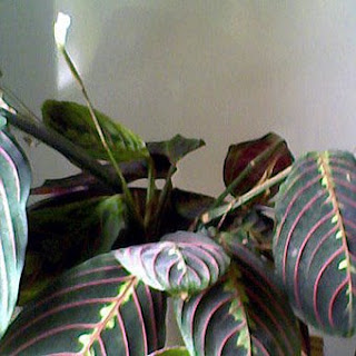 Cartas a mi madre: La planta del día I: la flor de la amaranta