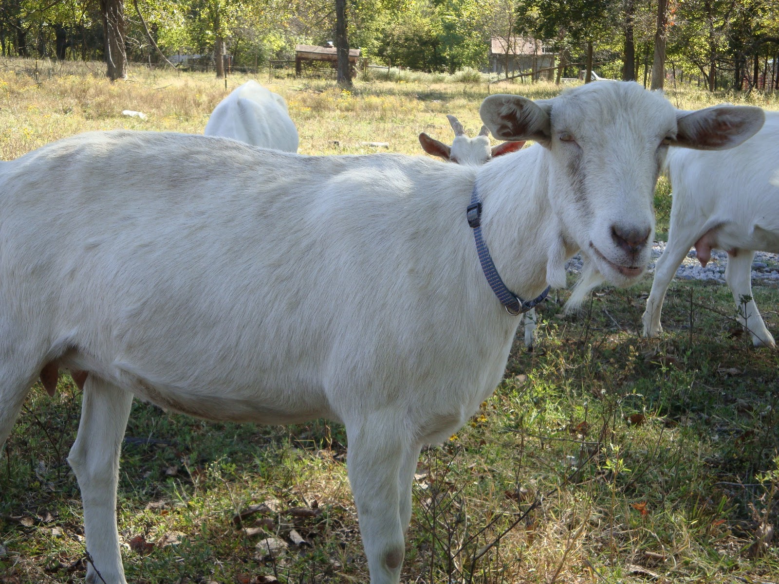 Honey Milk Farms: About Saanens & Sables