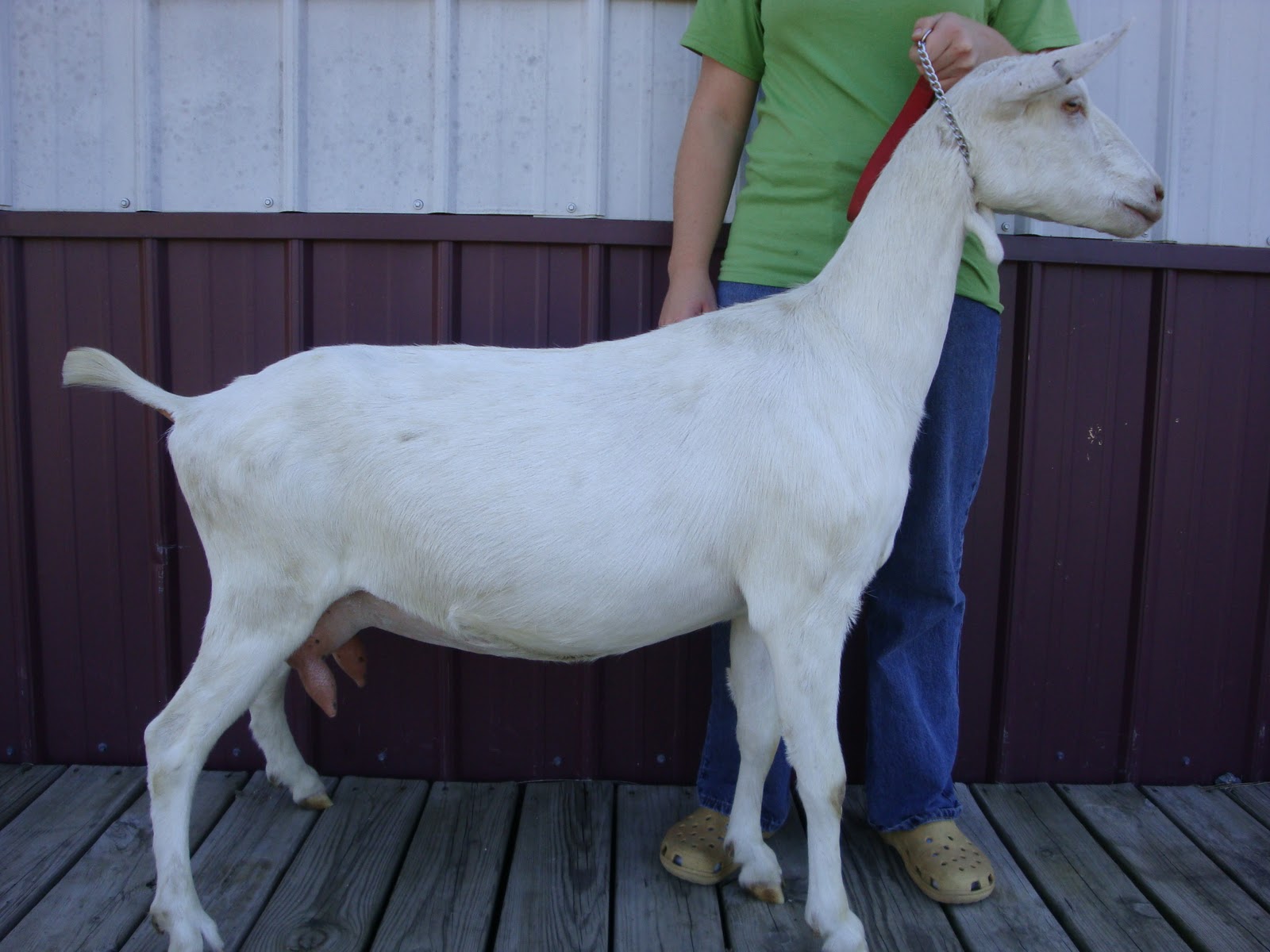 Honey Milk Farms: About Saanens & Sables
