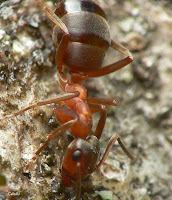 fourmis du genre Formica: Le genre Formica