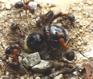 fourmis du genre Formica