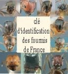 fourmis du genre Formica