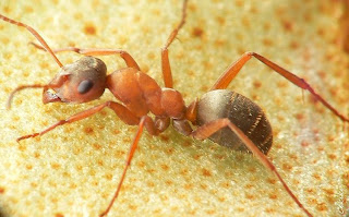 fourmis du genre Formica: Serviformica