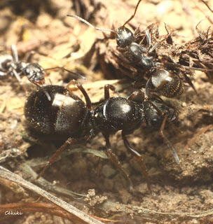 fourmis du genre Formica: Serviformica