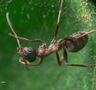 fourmis du genre Formica