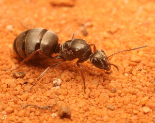fourmis du genre Formica: Serviformica