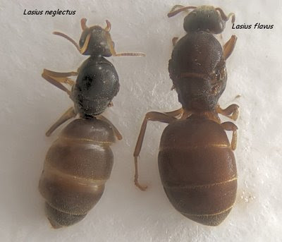 :: Lasius neglectus ::lasius neglectus