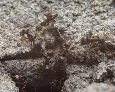 :: Lasius neglectus ::lasius neglectus