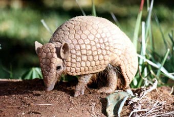 Tatu-bola: Curiosidade: os tatus!